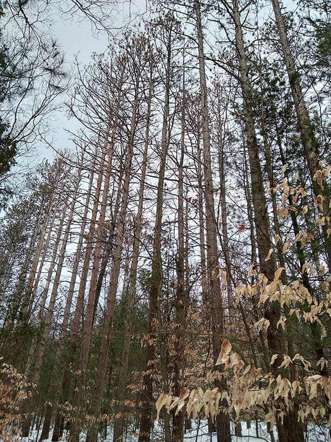 Towering pines create a cathedral-like atmosphere that makes you instinctively lower your voice and ap