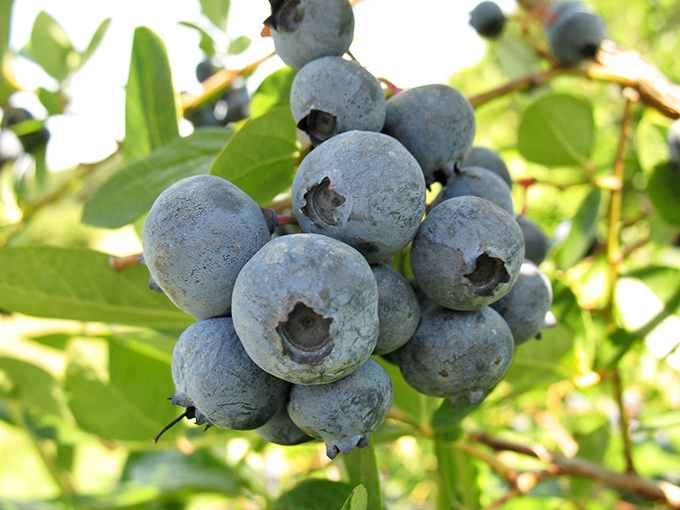 Summer's sweetest jewels &ndash; these plump blueberries represent another dimension of Pleasant Hill Farm's bountiful seasonal offerings.