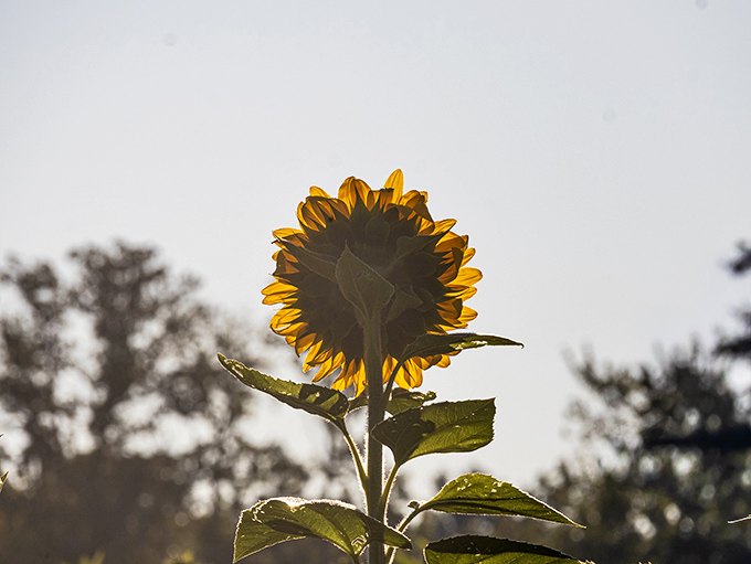 Even as a single bloom faces the sky, it reminds us why sunflowers have symbolized hope across cultures for centuries.