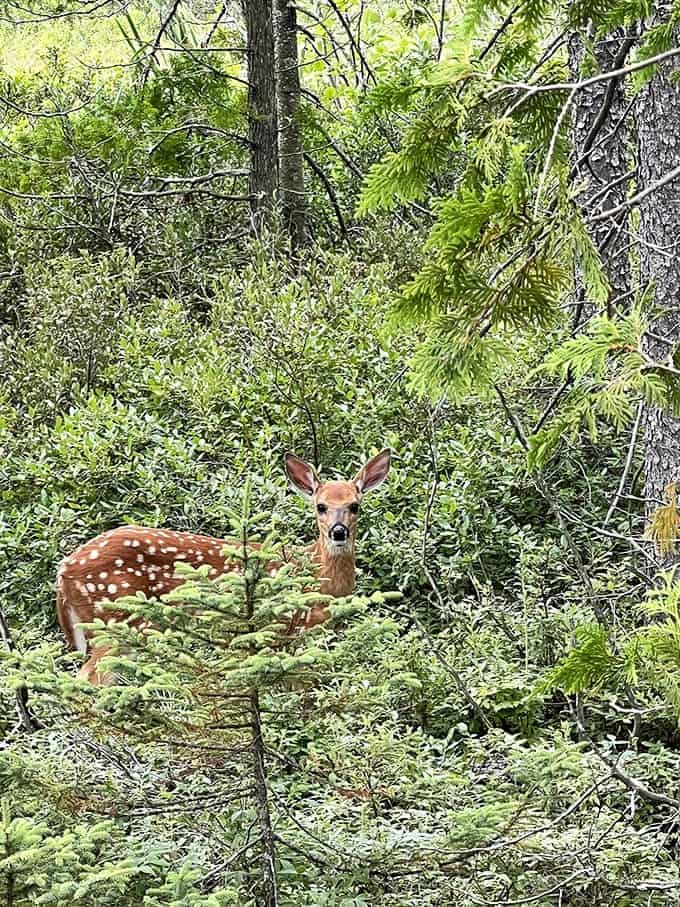 A white-tailed deer fawn pauses in the underbrush, its spotted coat providing camouflage that almost works until those big eyes give away its hiding spot.