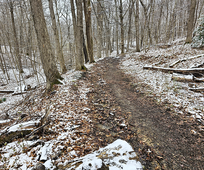 Winter's first dusting transforms the trail into a monochromatic wonderland, footprints telling stories of those who came before.