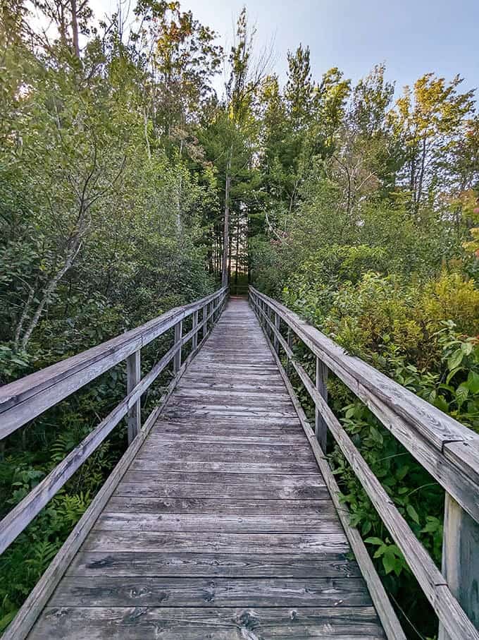 This boardwalk disappearing into the greenery is basically nature's way of saying "trust me, good things ahead."