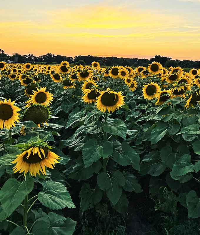 As day surrenders to dusk, the sunflowers stand in silhouette &ndash; sentinels of summer capturing the day's final golden light.