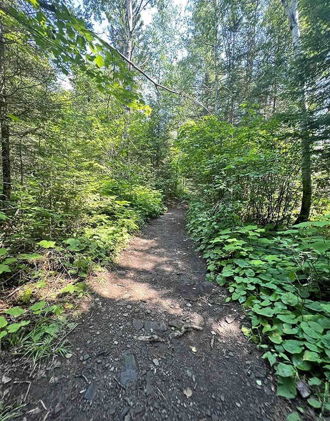 The forest path to Mount Josephine beckons with dappled sunlight and the promise of adventure ahead. Nature's red carpet, minus the paparazzi.