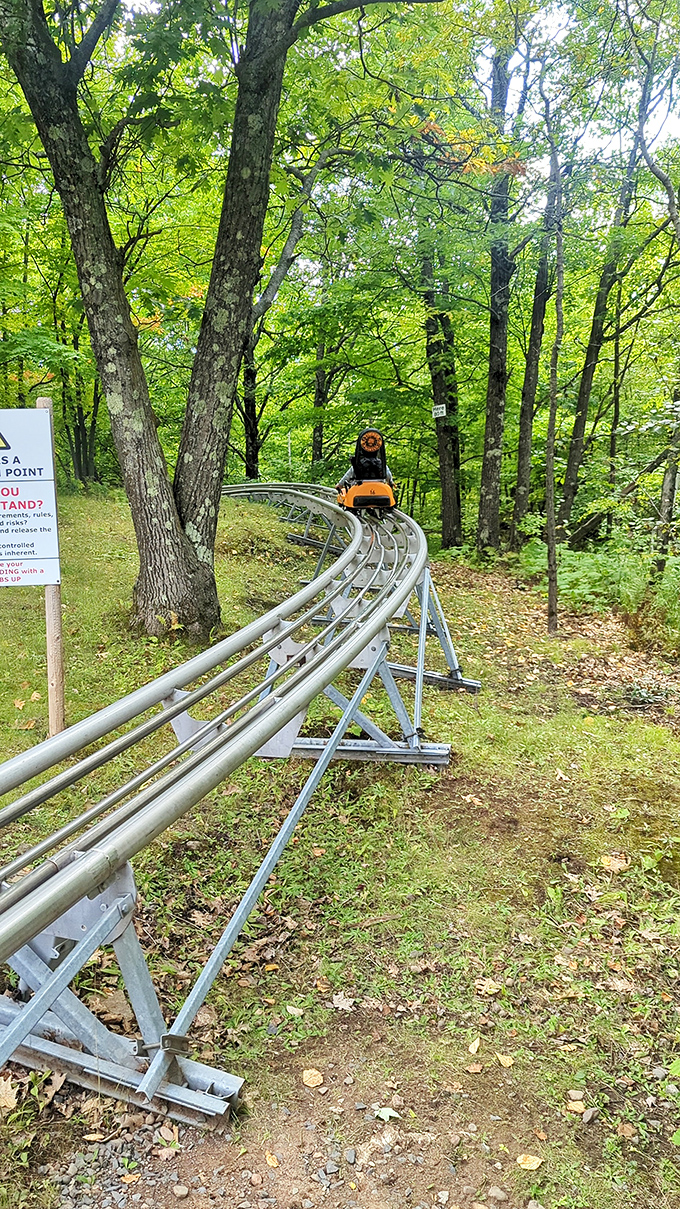 Sunlight filters through maple and pine canopies as riders prepare for nature's roller coaster experience, merging wilderness beauty with engineered thrills.