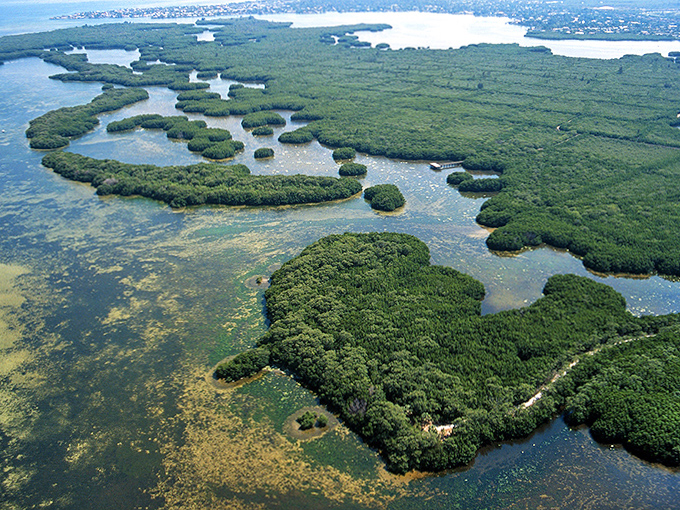 From above, Weedon Island's mangrove islands create a mesmerizing mosaic of green patches amid the shimmering blue waters.