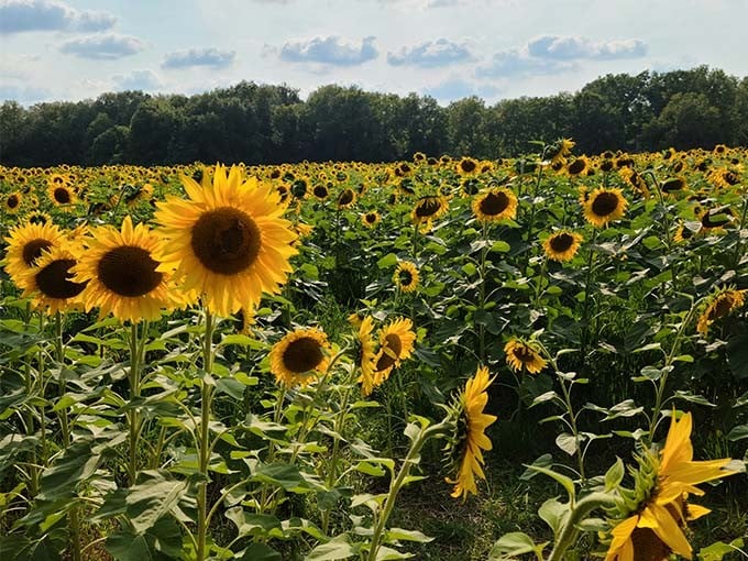 Up close and personal with these solar-powered beauties, each sunflower seems to have its own personality and perfect posture.