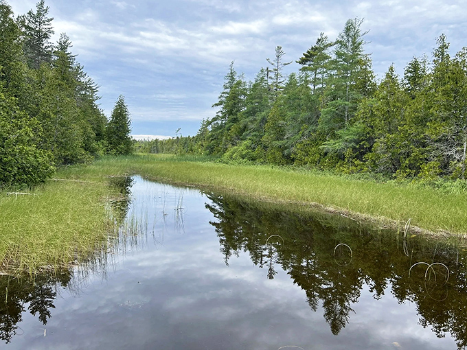Mirror-perfect reflections dance on still waters, where towering pines stand sentinel over wetlands teeming with hidden life.