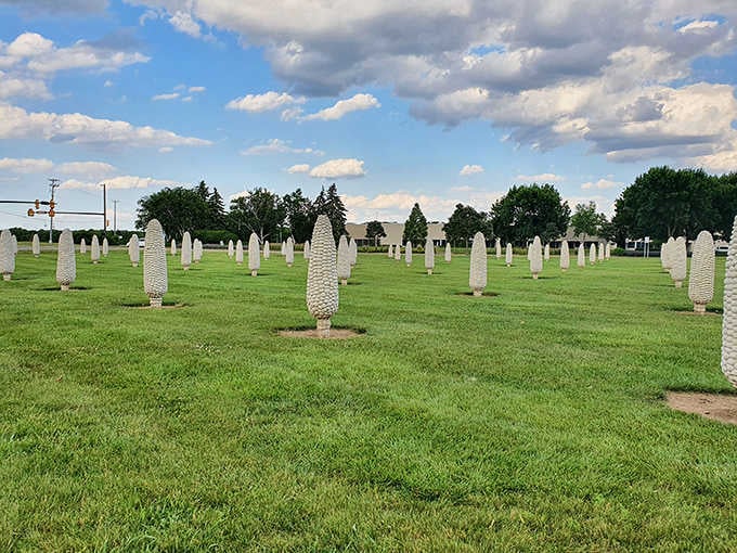 The meticulously maintained field creates a surreal landscape where art and agriculture merge, inviting visitors to wander between perfectly aligned rows.