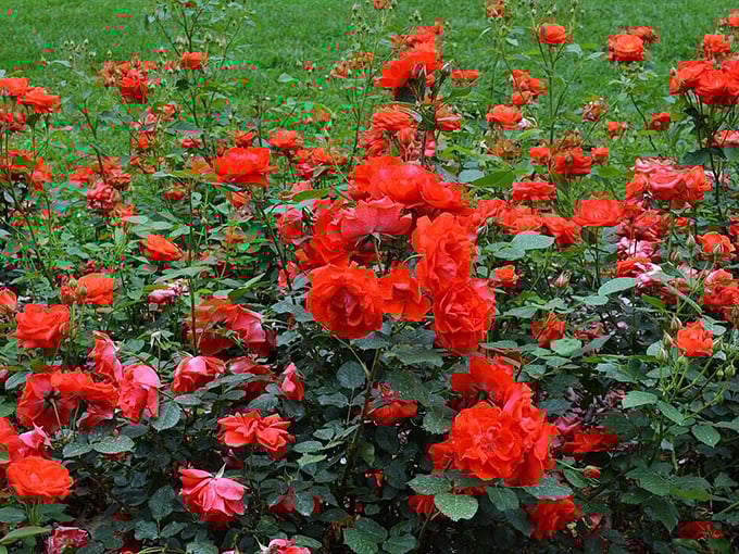 These floribunda roses cluster together like they're gossiping about the hybrid teas across the path, creating waves of color that would make a sunset jealous.