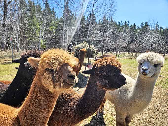 The alpaca welcoming committee assembles, showcasing nature's perfect combination of dignity and fluff. Those eyes could melt the coldest Minnesota winter.