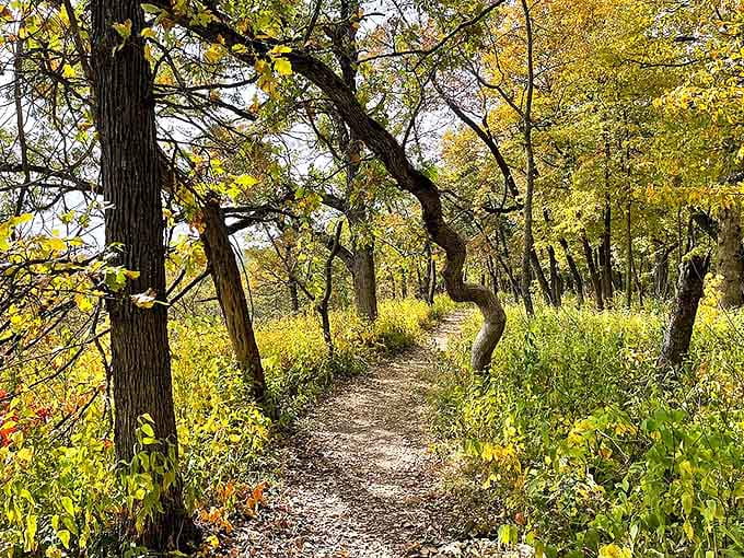 Nature's perfect frame: Twisted trees and golden foliage create a magical tunnel effect along this serene hiking trail at Forestville State Park.