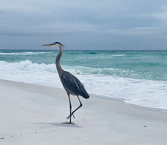 A great blue heron struts along the shoreline, nature's patient fisherman looking fabulous against that turquoise backdrop.