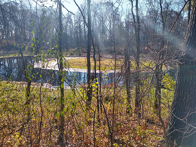 Hidden waters emerge from the forest depths at Pavcek Preserve, where tranquility has found its home.