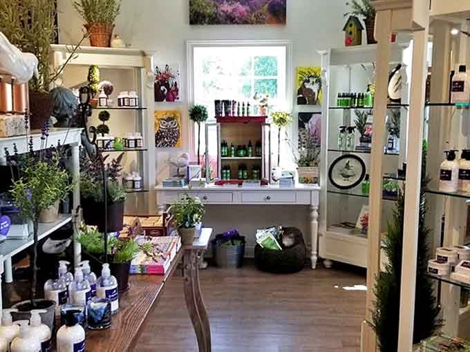 Shelves stocked with lavender treasures – like a fragrant library where every product tells the story of flowers transformed.