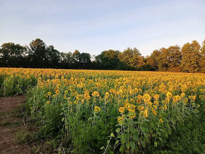 A sea of sunny faces stretches to the horizon, each bloom standing at attention like nature's most cheerful army.
