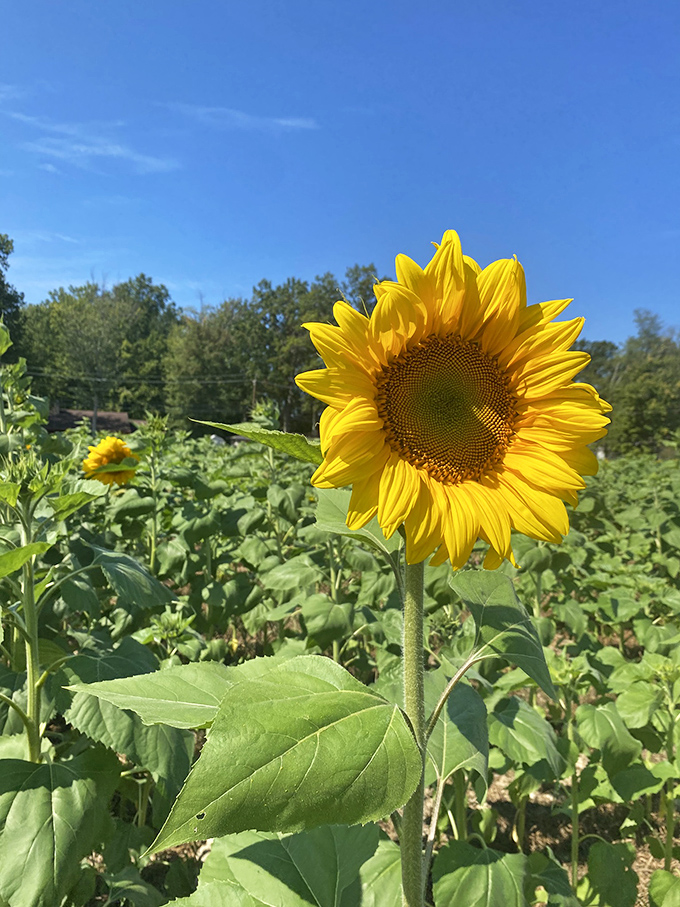 A perfect sunflower stands tall against the blue Ohio sky, its face a perfect geometric marvel of nature's design.