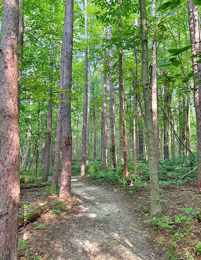 Sunlight plays hide-and-seek through towering pines, creating a dappled pathway that feels like walking through nature's cathedral.