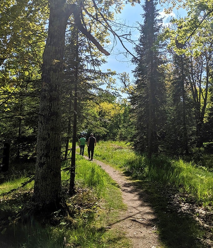 Nature's therapy session: hikers follow the winding trail through sun-dappled forest, leaving stress with each footprint.