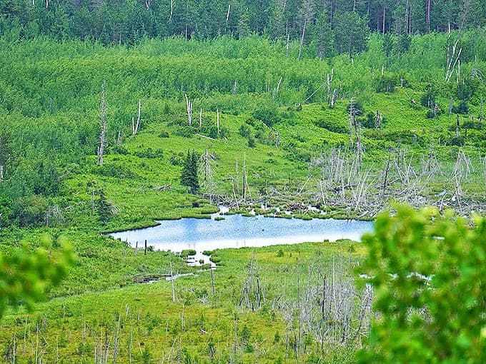 This serene wetland near the trail offers a moment of reflection – literally and figuratively – as the still waters mirror the surrounding wilderness.