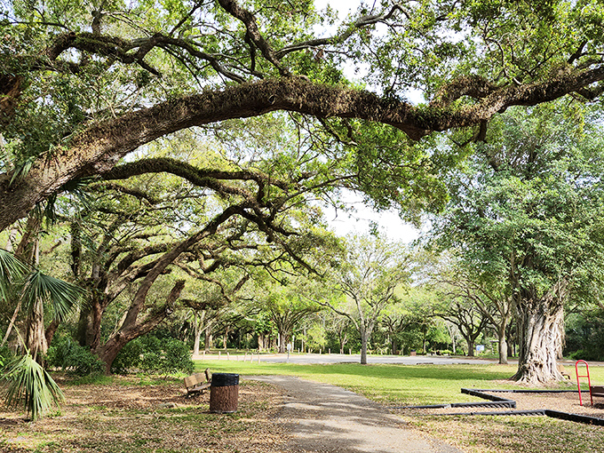 Nature's cathedral &ndash; these majestic oak branches create a living architecture that puts human-made structures to shame.