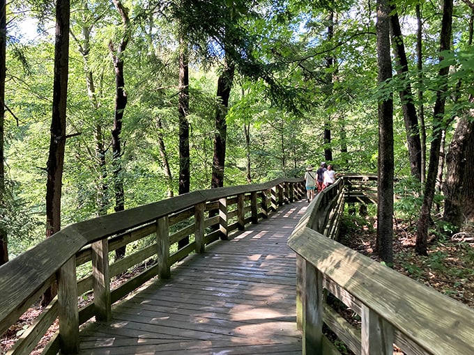 Sunlight dapples the wooden boardwalk as visitors stroll beneath towering trees – nature's cathedral ceiling at its finest.