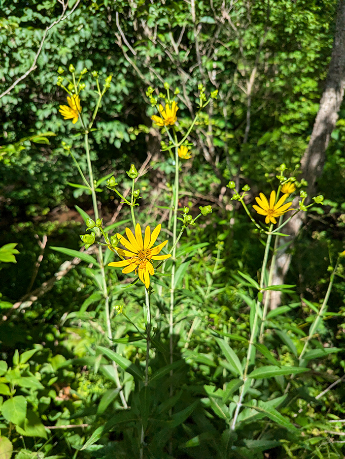 These cheerful woodland sunflowers stand tall like tiny solar panels, collecting sunshine and spreading joy throughout the fen.