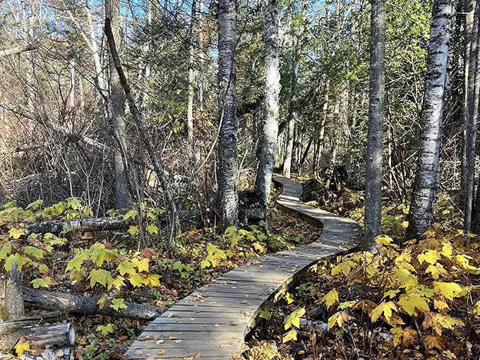 Wooden boardwalks wind through birch forests like nature's welcome mat, inviting you deeper into Minnesota's wilderness wonderland.