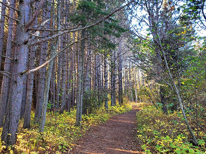 Follow this enchanted forest path and prepare for the big reveal &ndash; nature's red carpet awaits just beyond the treeline.