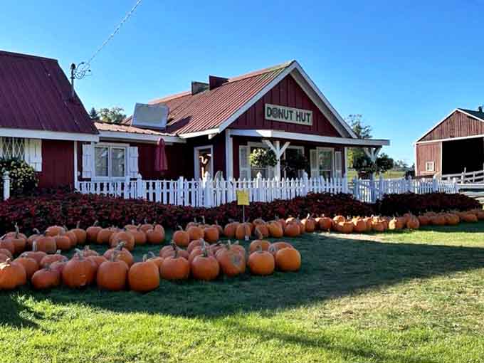 The Donut Hut stands guard over a sea of perfect pumpkins, promising sweet rewards for those who venture inside.