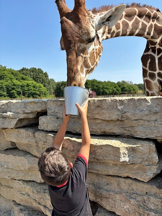 A gentle giant moment: A young visitor reaches up with a feeding bucket as a giraffe bends its elegant neck for a snack.