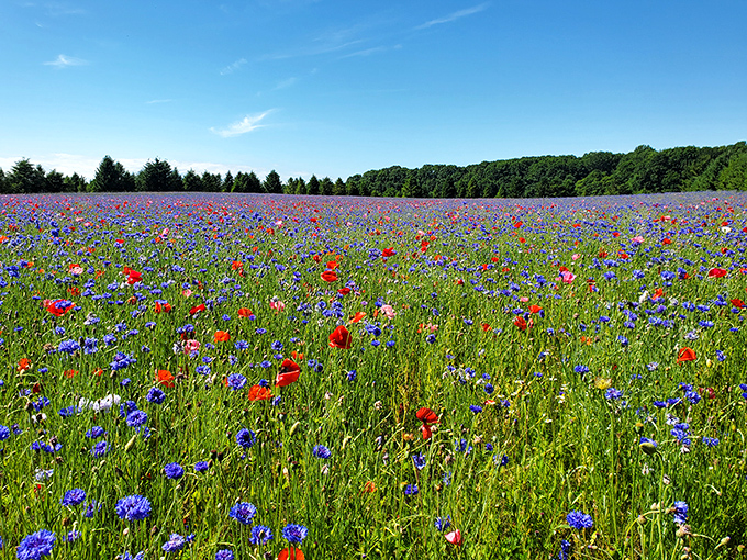 A sea of crimson poppies and azure cornflowers stretches to the horizon, creating nature's perfect color palette under Michigan's big sky.