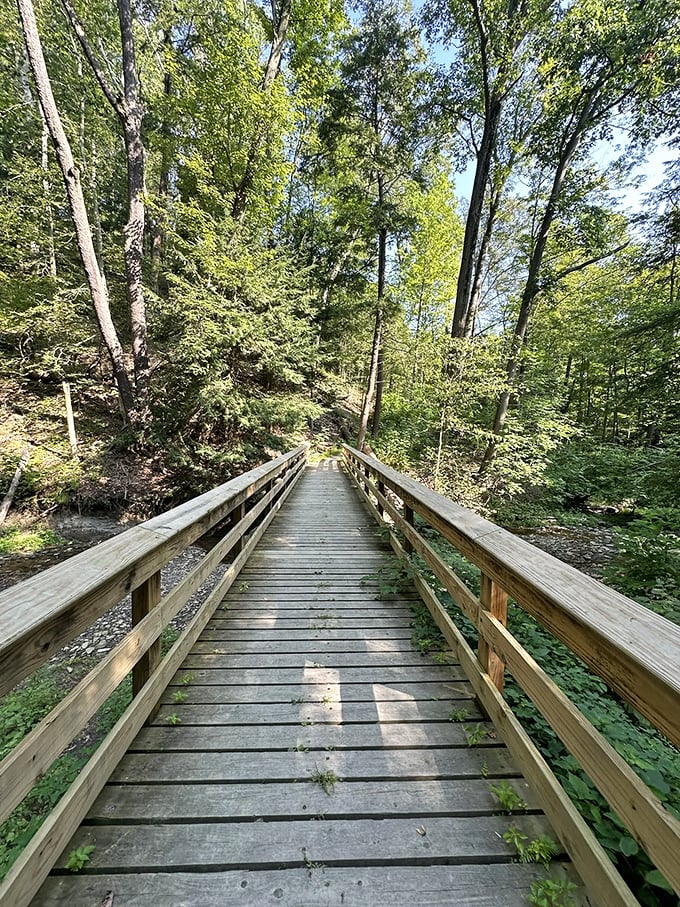 Sunlight dapples this winding trail, creating nature's own spotlight show as you journey deeper into the woodland wonderland.