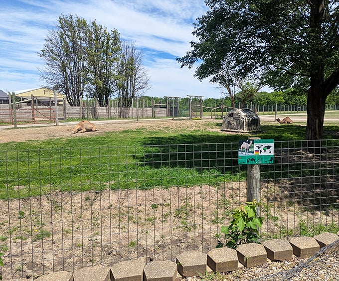 Lions lounging in the sunshine, taking a well-deserved cat nap in their spacious Illinois habitat at Aikman Wildlife Adventure.