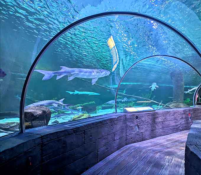 Sleek stingrays and prehistoric-looking sturgeon glide beneath visitors in this underwater tunnel, creating the illusion of walking along the ocean floor.
