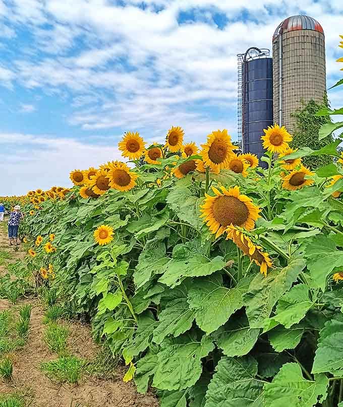 Nature's perfect symmetry on display as thousands of sunflowers create a yellow ocean against Michigan's brilliant blue summer sky.