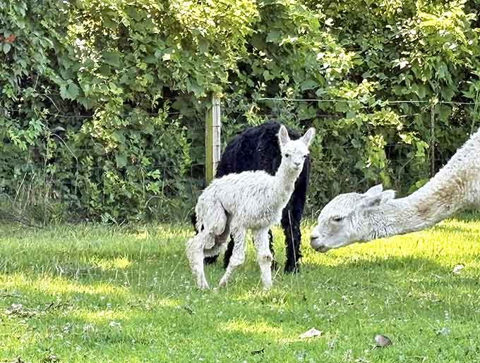 These magnificent creatures prove that you don't need to travel to South America for an authentic alpaca experience in Illinois.