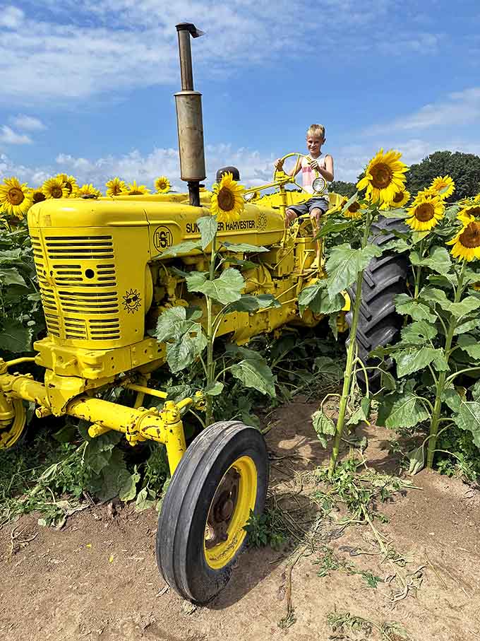 The "Sunflower Harvester" tractor, painted the perfect shade of sunshine yellow, offers a nostalgic photo spot among towering blooms.