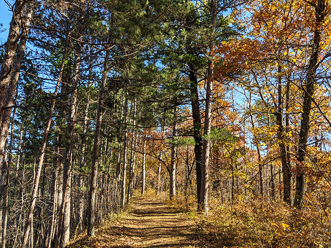 Dappled sunlight plays hide-and-seek on this forest trail, where history and nature have been dancing partners for centuries.