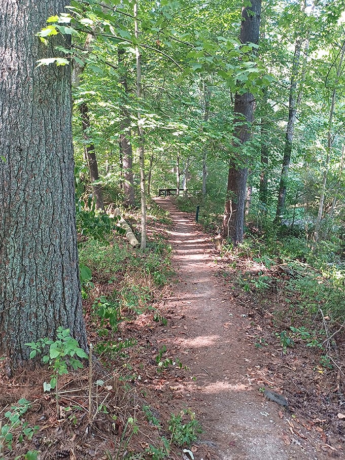 Dappled sunlight plays across this serene forest path, creating nature's own version of a red carpet welcome.