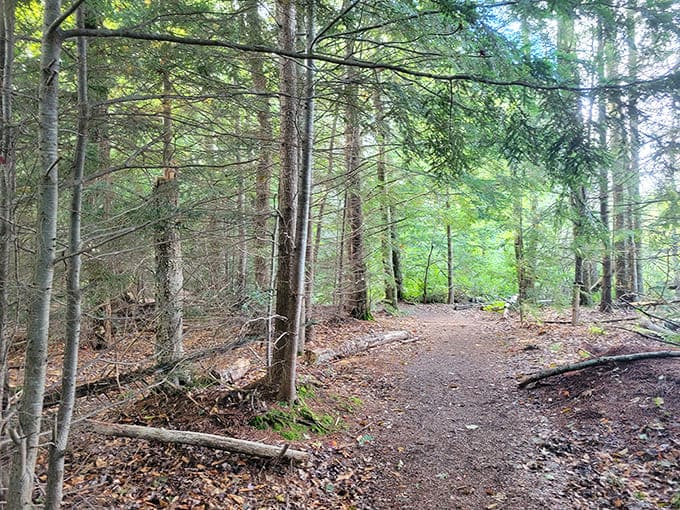 The forest path ahead looks like the opening scene of every peaceful nature documentary you've ever envied from your couch.