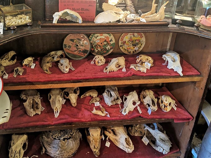 Fossils: Prehistoric remnants arranged on crimson velvet shelves &ndash; nature's ancient artwork displayed with the reverence of crown jewels in this cabinet of curiosities.