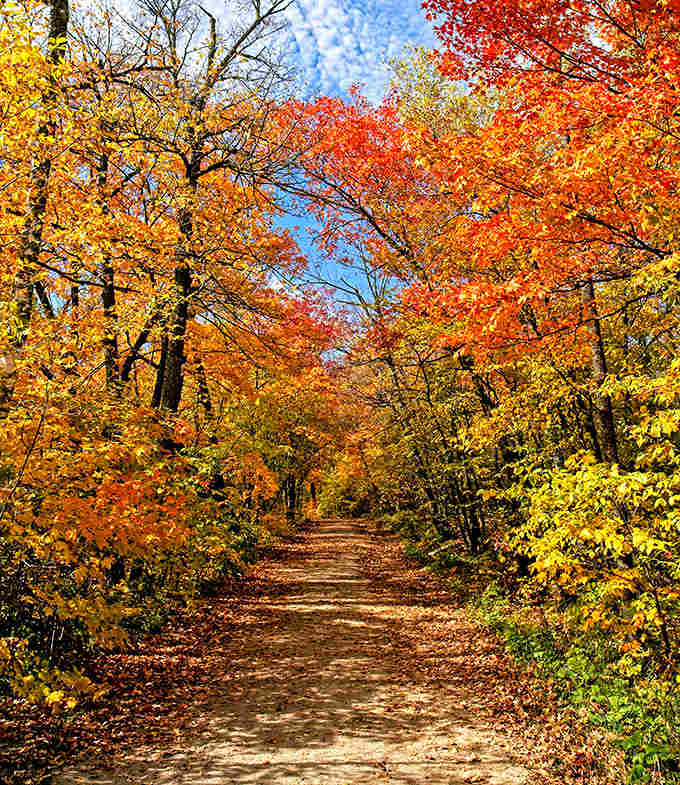 Fall's fashion show in full swing! These trees are dressed in their autumn best, creating a golden tunnel that's worth every pedal push.