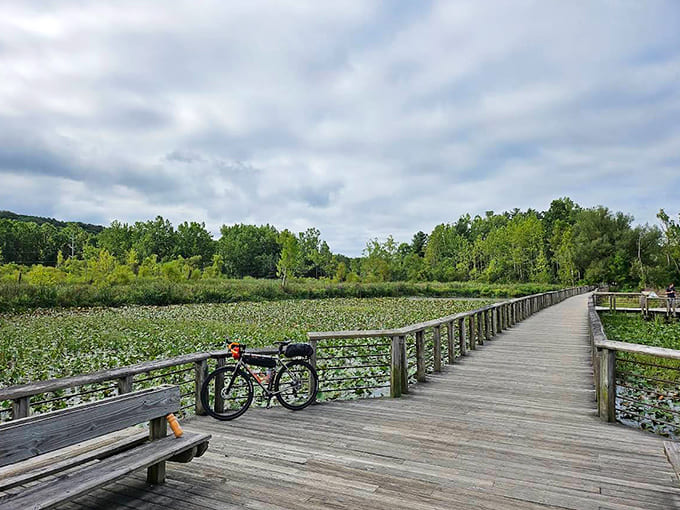 Beaver Marsh boardwalk: Once an auto junkyard, now a wetland paradise. Talk about the ultimate home renovation success story!