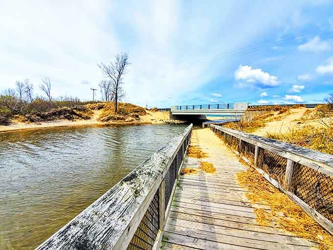 This wooden boardwalk doesn't just connect two points, it bridges ecosystems, inviting exploration with every weathered plank.