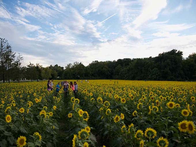 Visitors create their own paths through this living labyrinth of sunshine, finding moments of joy among the towering stalks.