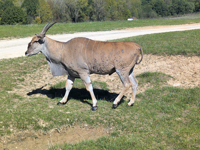An eland antelope strolls casually across the grounds, as if to say, "Yes, I live in Ohio now. Surprising, isn't it?"