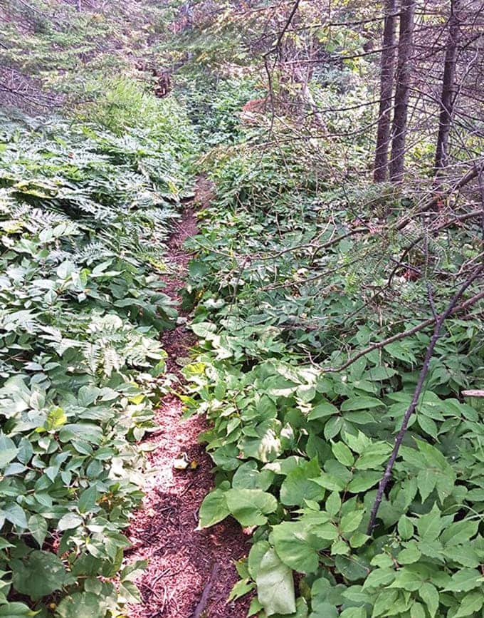 The trail beckons through a green tunnel of wilderness &ndash; nature's version of "this way to the good stuff."