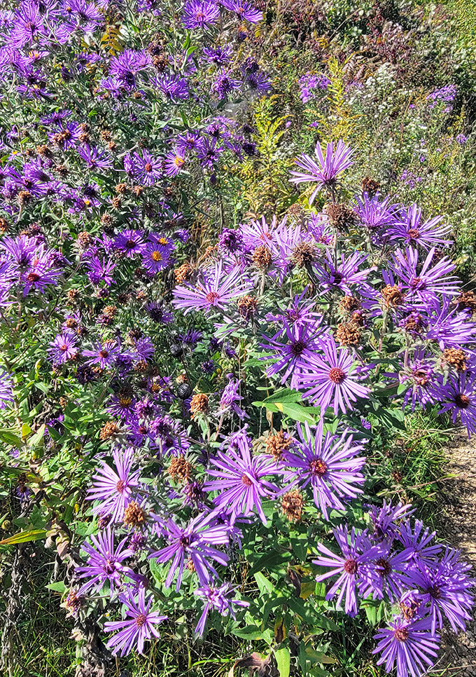 Purple wildflowers create nature's perfect color palette along the trails, like Mother Nature's own impressionist painting.