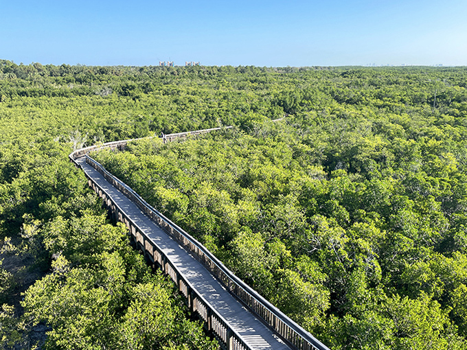 The elevated boardwalk stretches into the distance, a wooden ribbon cutting through the vibrant green canopy below.